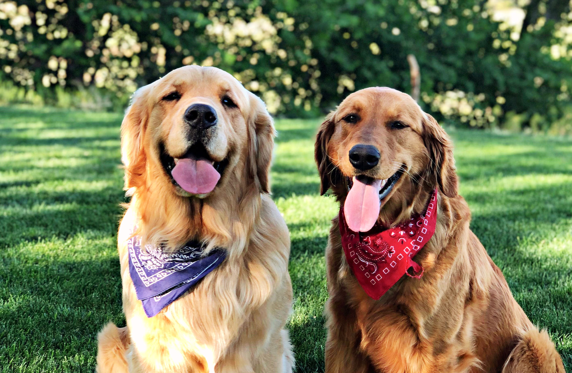 Golden Hill Retrievers - AKC Golden Retrievers Yakima Wa